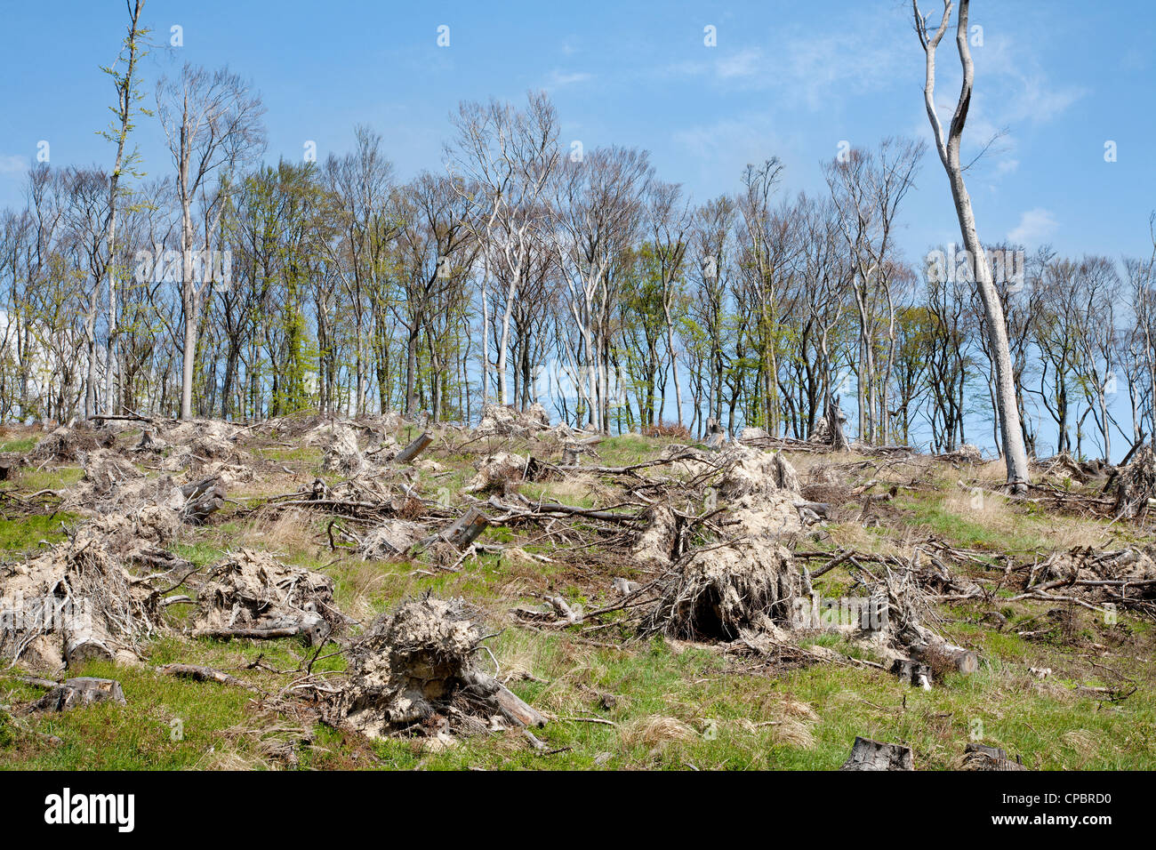 forest after storm and cutting Stock Photo - Alamy