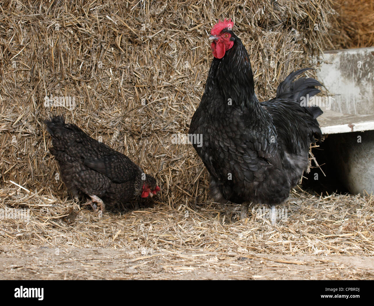 Black cockerel and hen, UK Stock Photo - Alamy