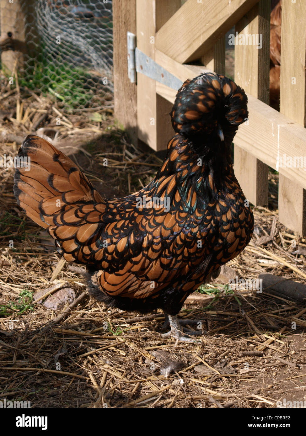 Polish chicken hi-res stock photography and images - Alamy