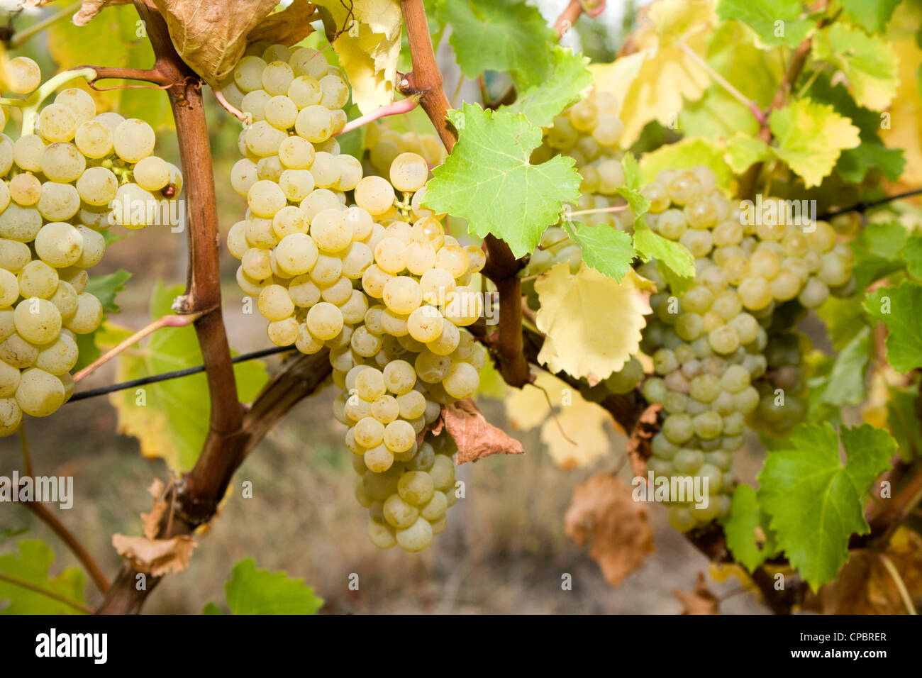 Grape hi-res stock photography and images - Alamy