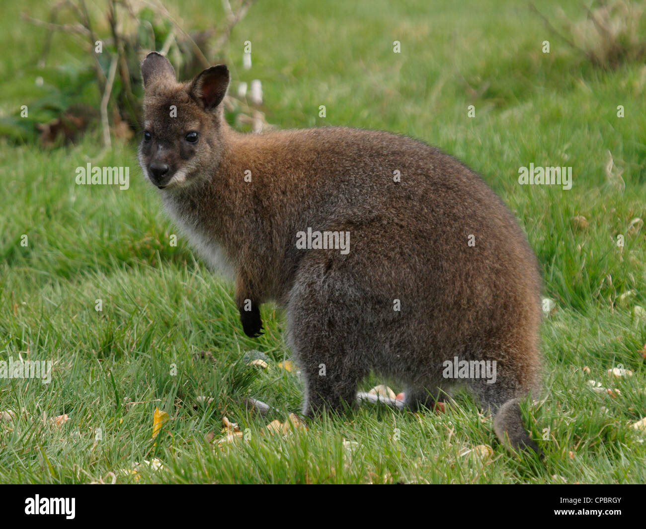 Parma wallaby macropus parma hi-res stock photography and images - Alamy