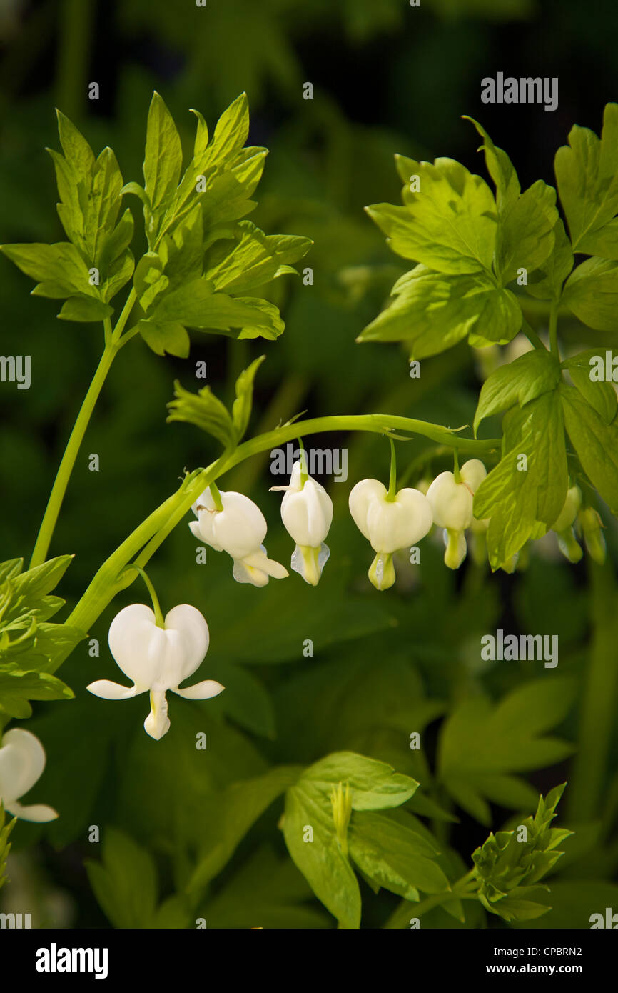 Bloody Heart In Snow