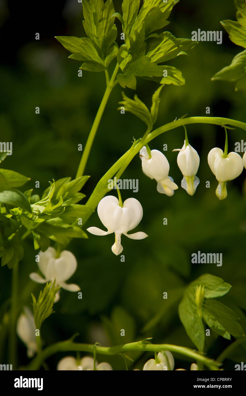 Bloody Heart In Snow