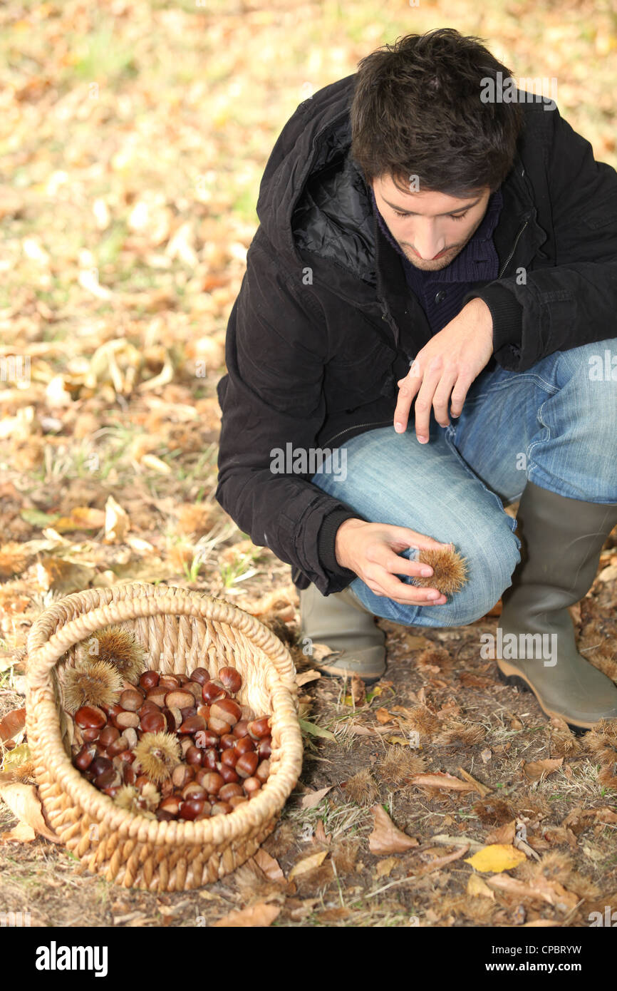 Man picking chestnuts Stock Photo - Alamy