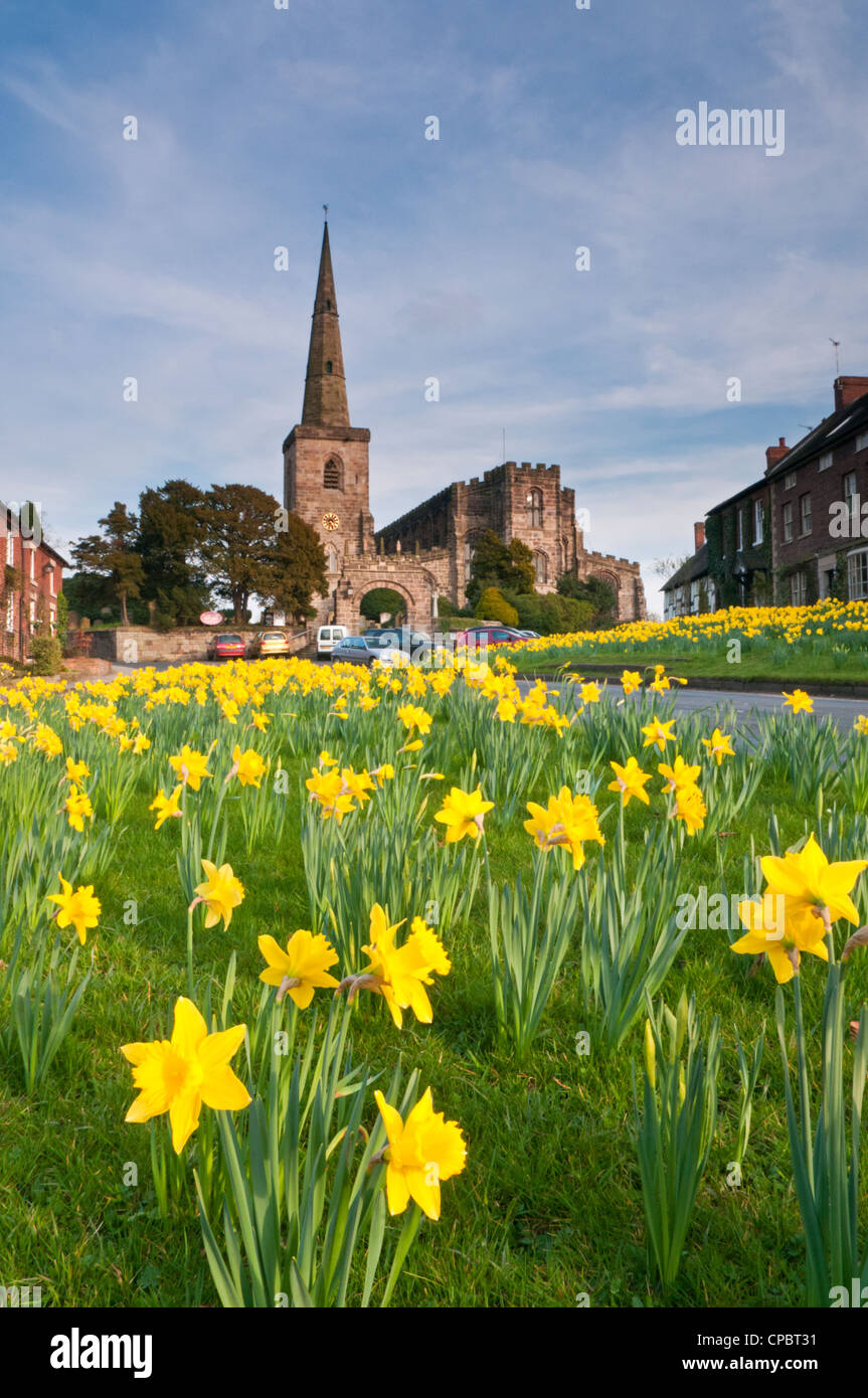 Daffodils on the Village Green, Astbury, Cheshire, England, UK Stock ...