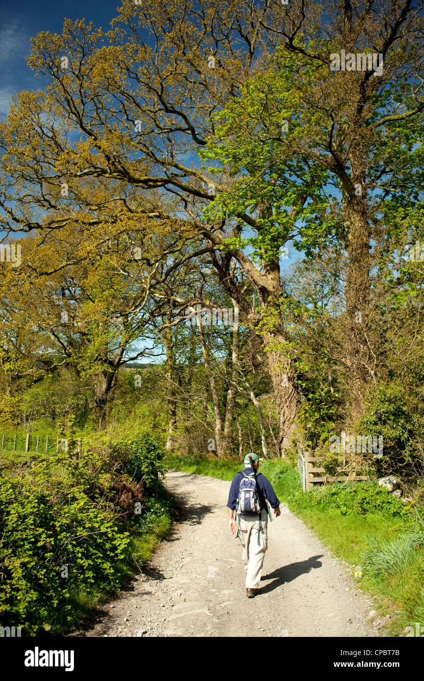 Spring tree and lane hi-res stock photography and images - Alamy