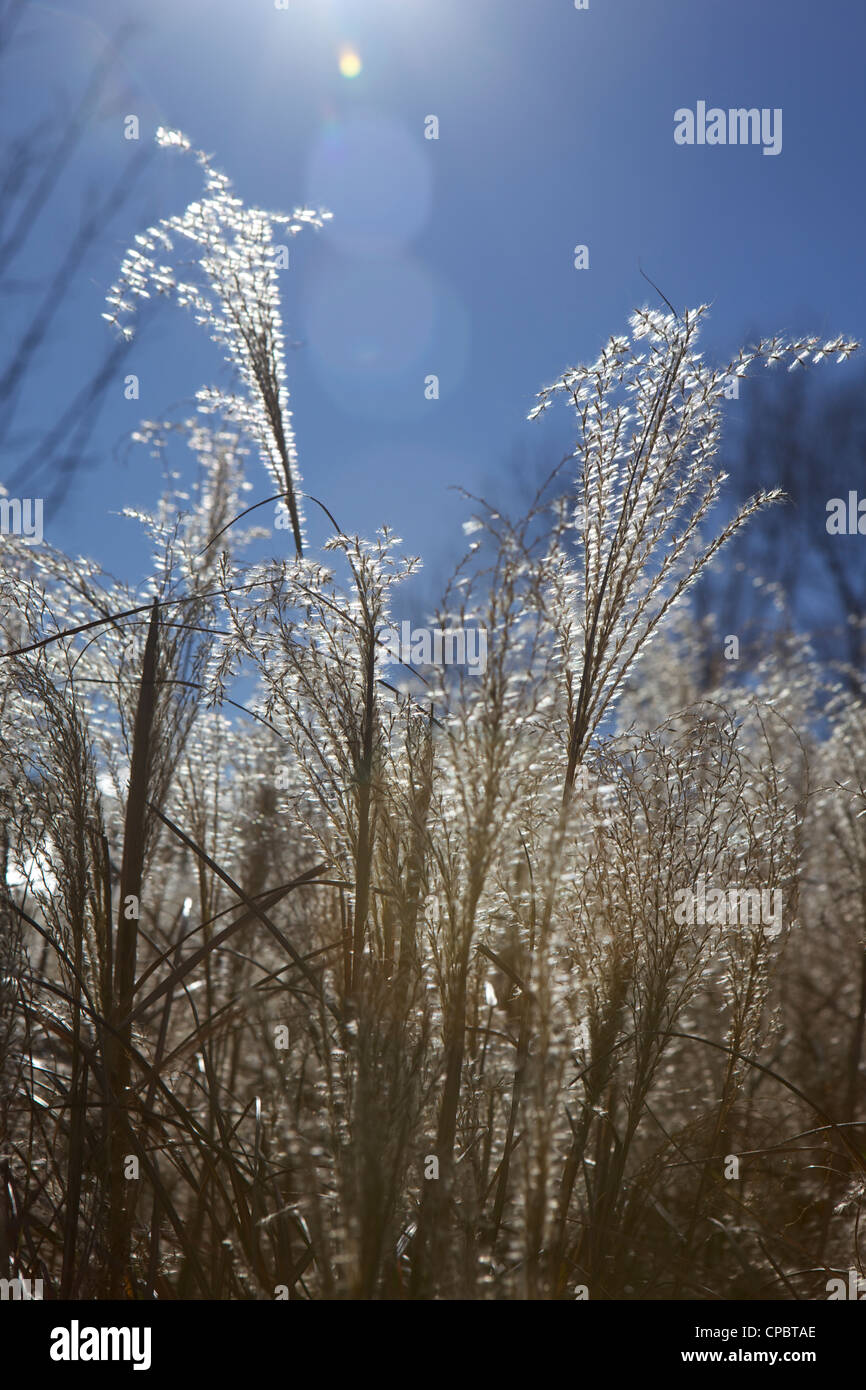 Tall dried ornamental grass hi-res stock photography and images - Alamy