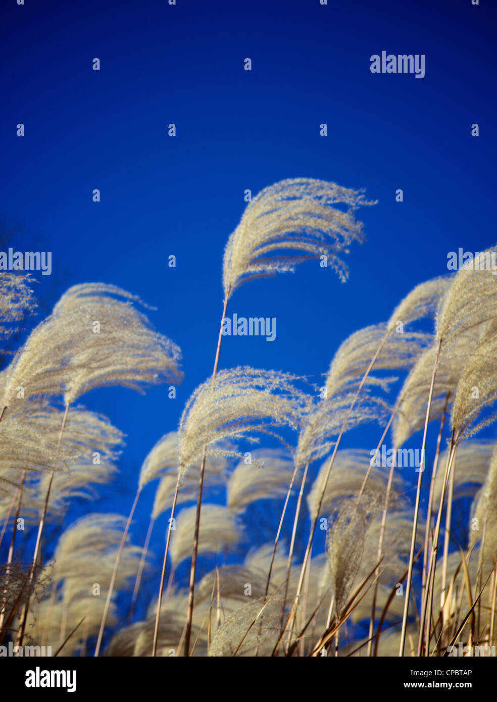 Dried ornamental grass, with blue sky USA, Kansas City Stock Photo - Alamy