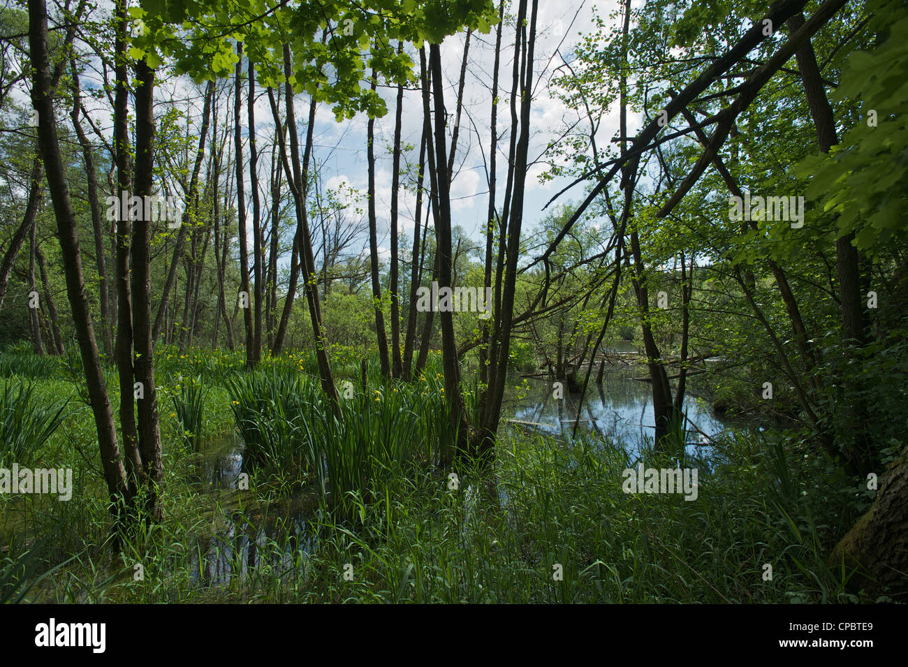 Nature reserve swamp trees in hi-res stock photography and images - Alamy
