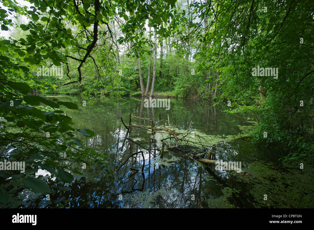 Trees Around Pond High Resolution Stock Photography and Images - Alamy