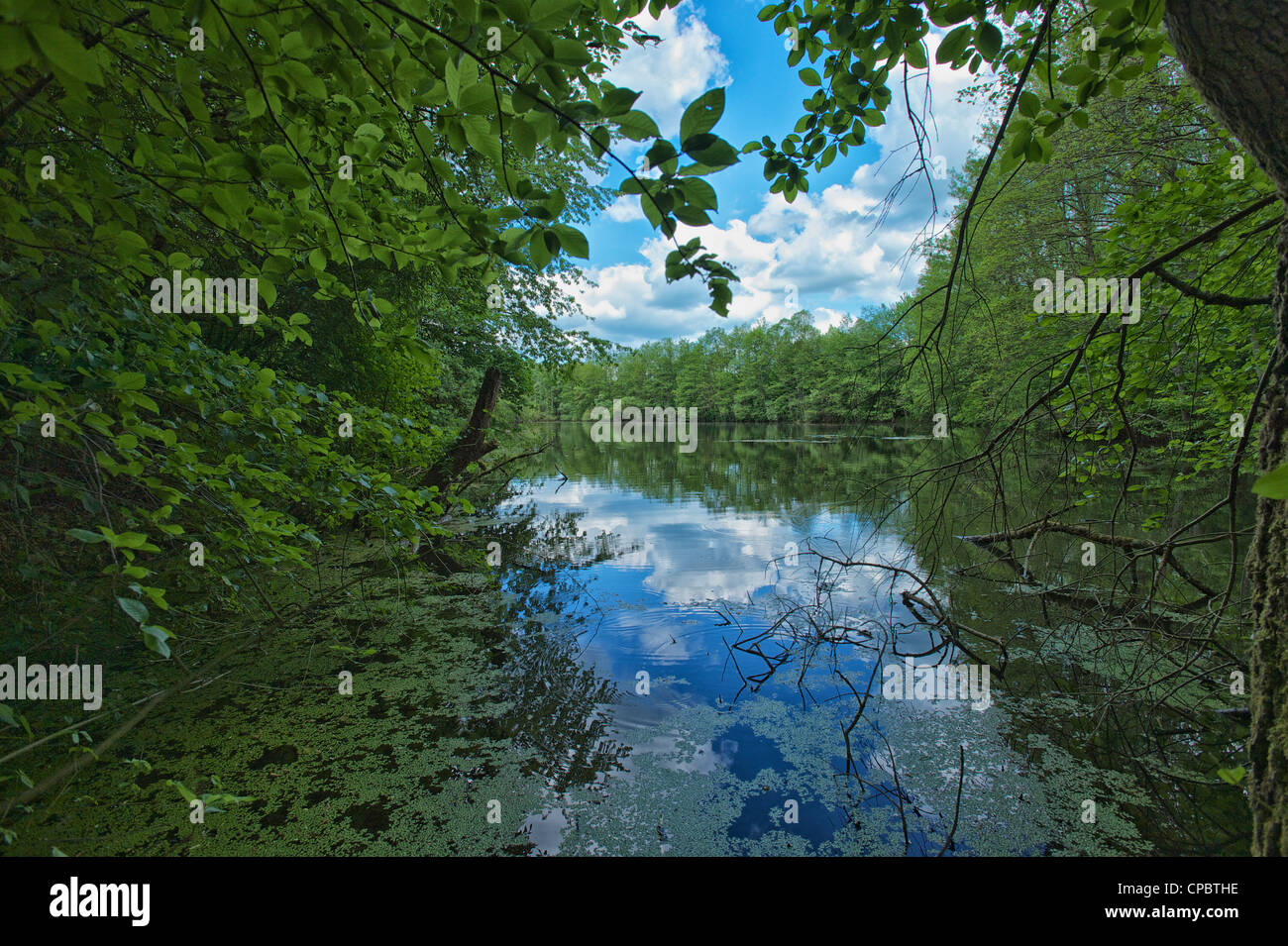Trees around pond hi-res stock photography and images - Alamy