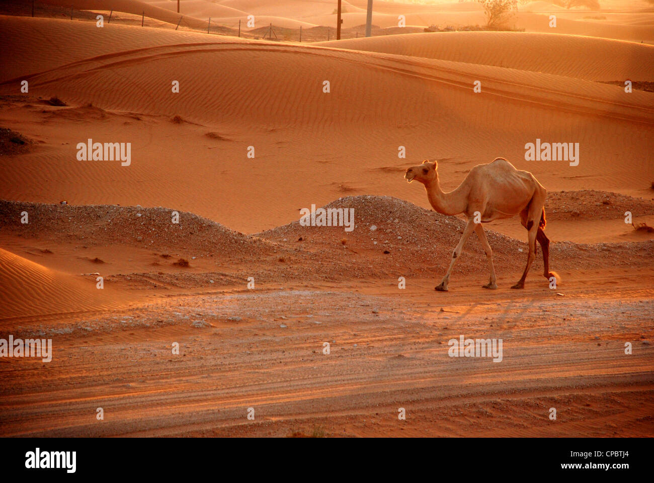 Middle east arabic camel hi-res stock photography and images - Alamy