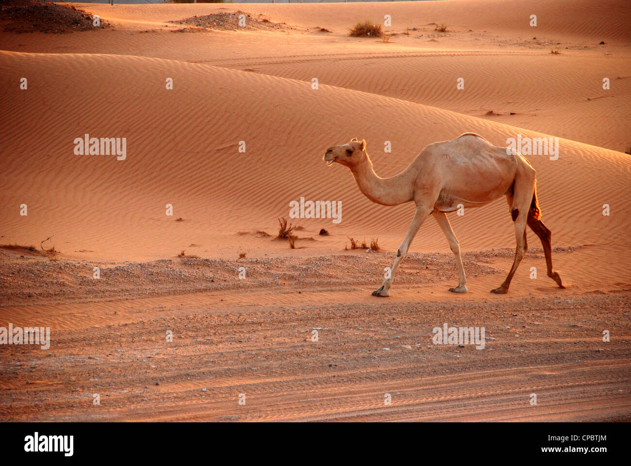 Uae desert camel hi-res stock photography and images - Alamy