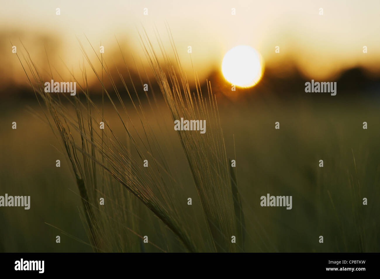 Rye spring hi-res stock photography and images - Alamy