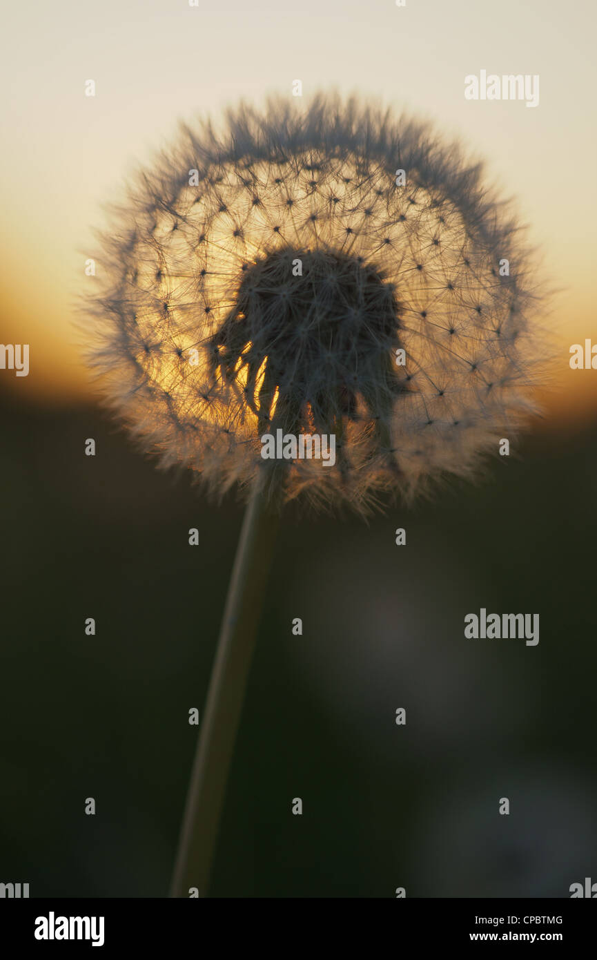 Dandelion clock with seeds hi-res stock photography and images - Alamy