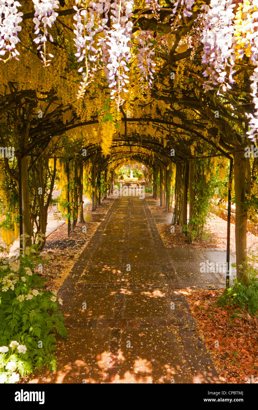 Laburnum arch hi-res stock photography and images - Alamy
