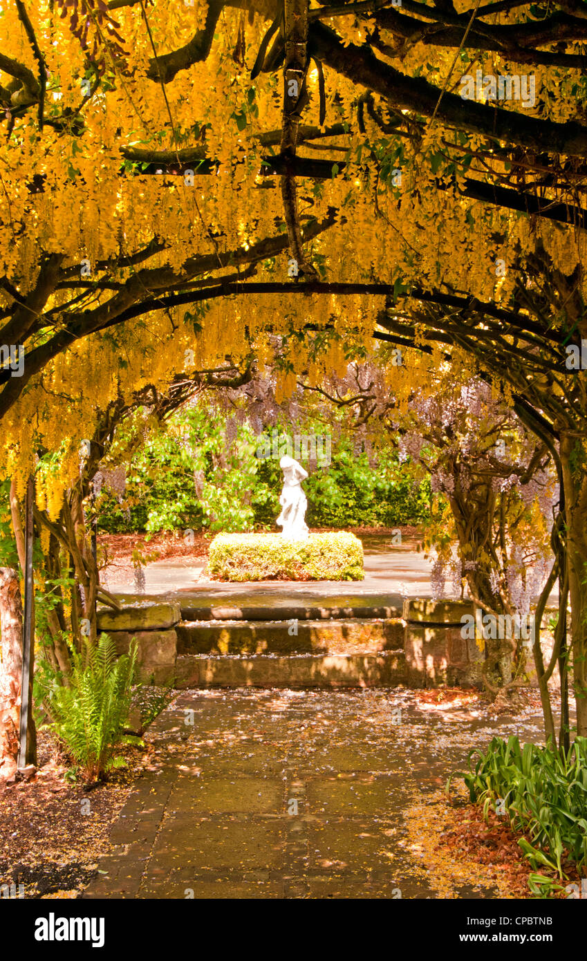 Laburnum arch hi-res stock photography and images - Alamy