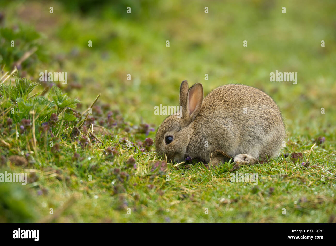 Field Of Rabbits Stock Photos & Field Of Rabbits Stock Images - Alamy
