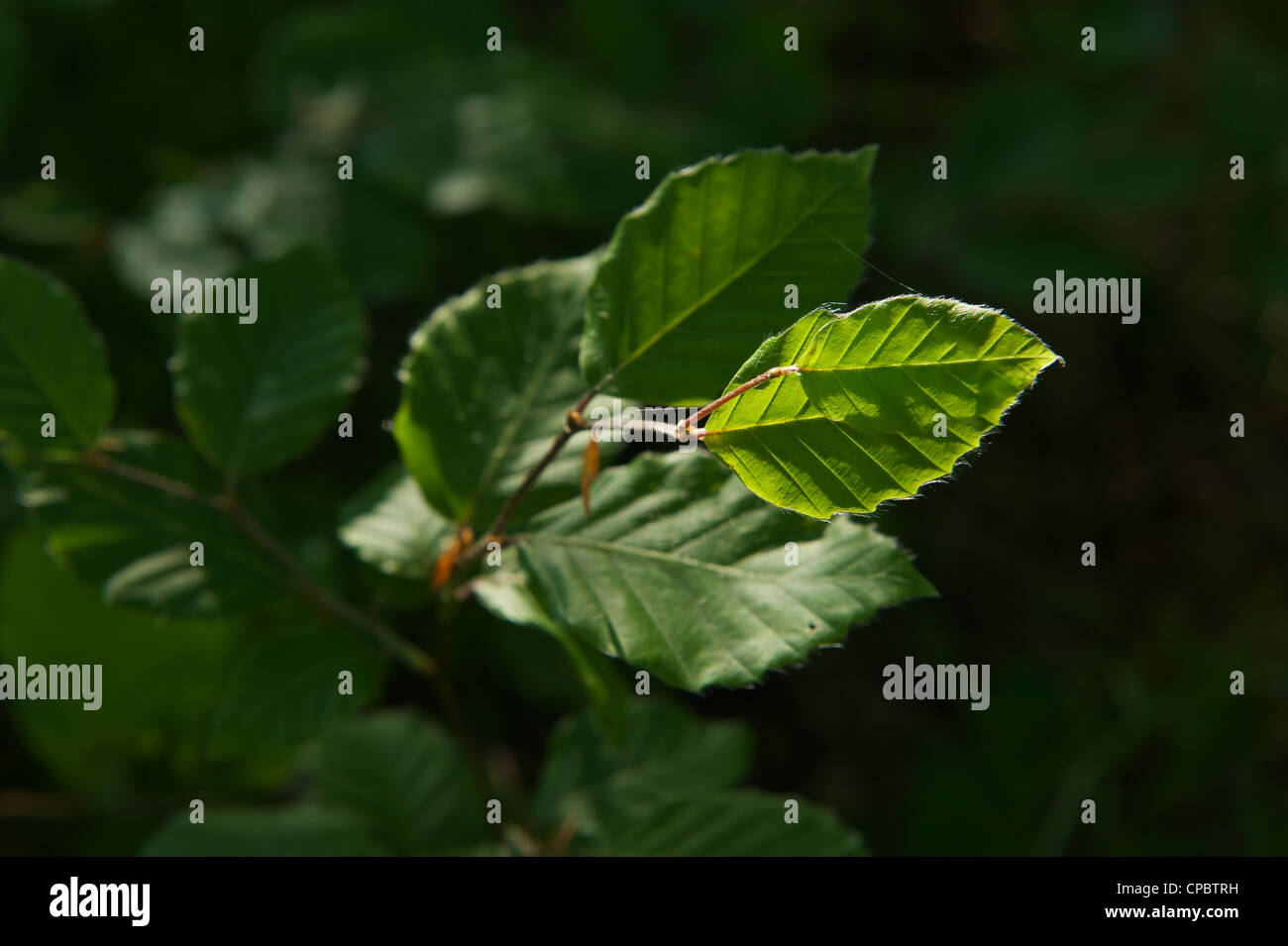 Leaves of a beech tree in spring back lit Stock Photo - Alamy