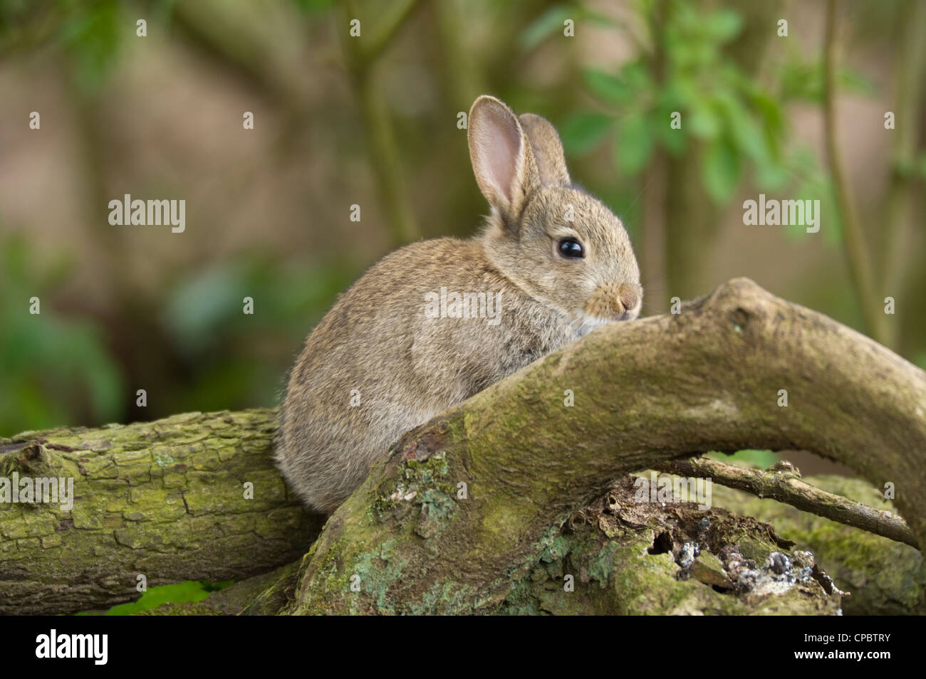 Young Rabbit climbing on old tree stump Stock Photo - Alamy
