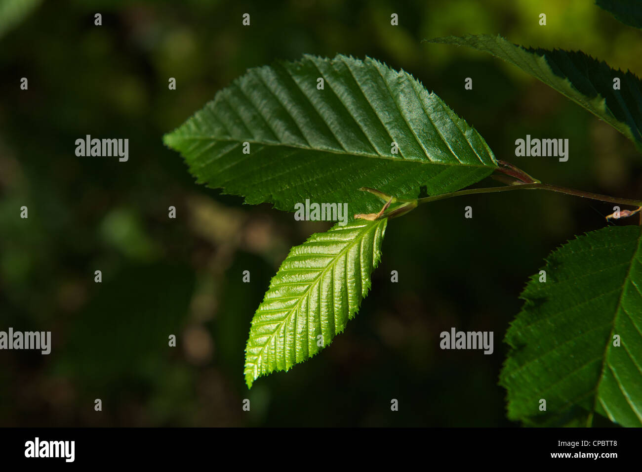 Two leaves of a beach tree in the morning sun and spring time Stock ...