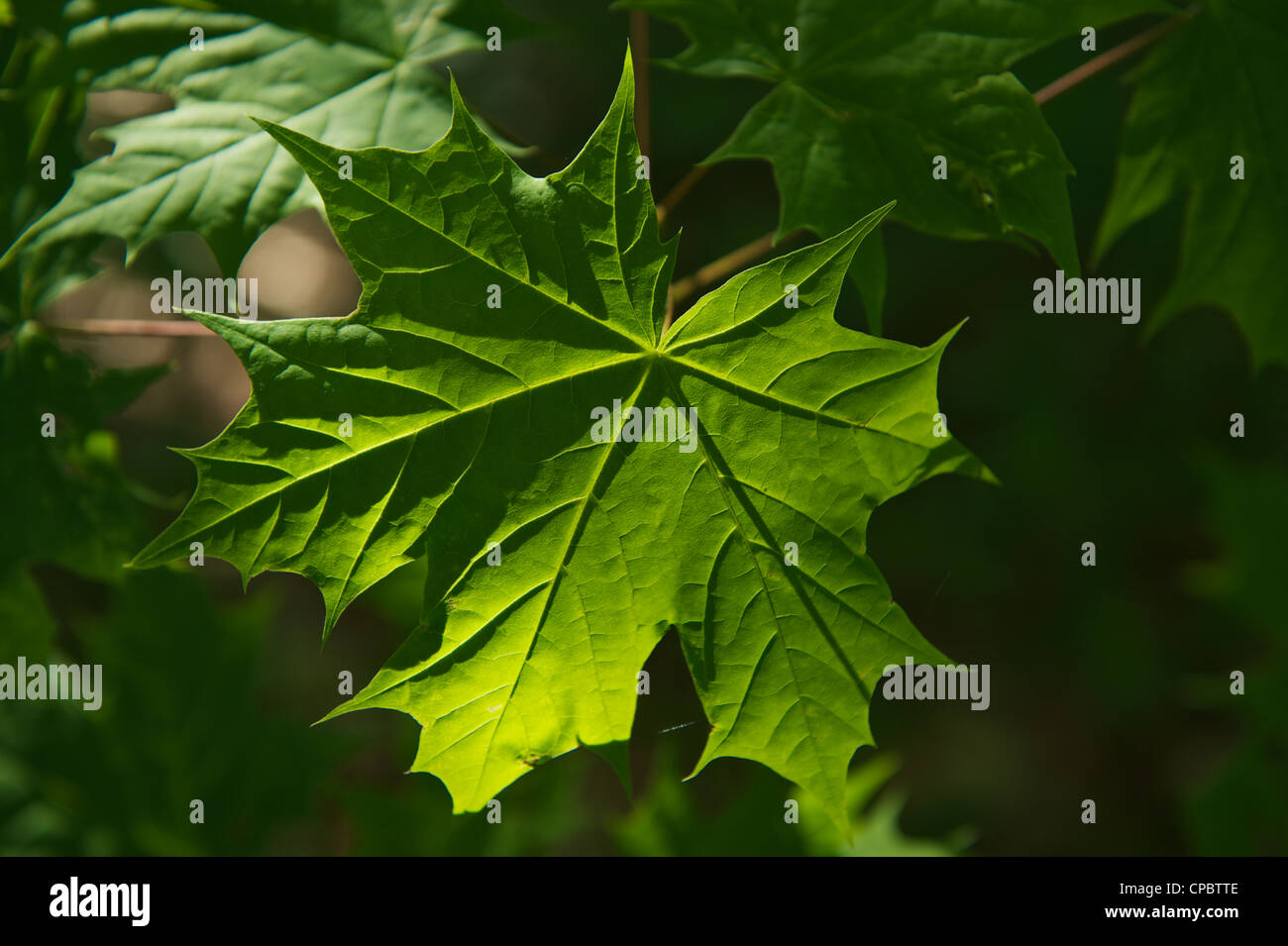 a leaf of a Norway Maple back lit Stock Photo - Alamy