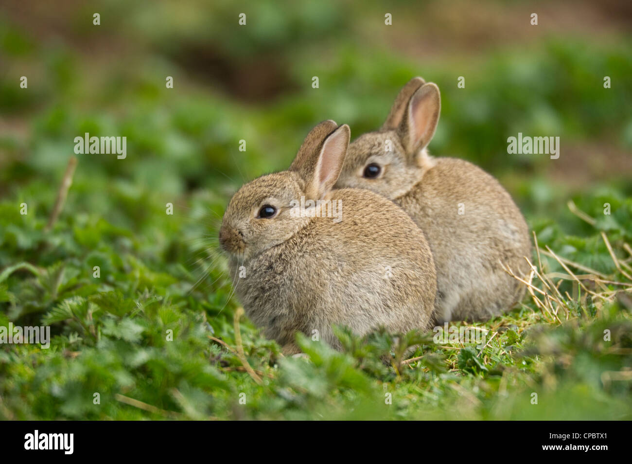 Young rabbits hi-res stock photography and images - Alamy