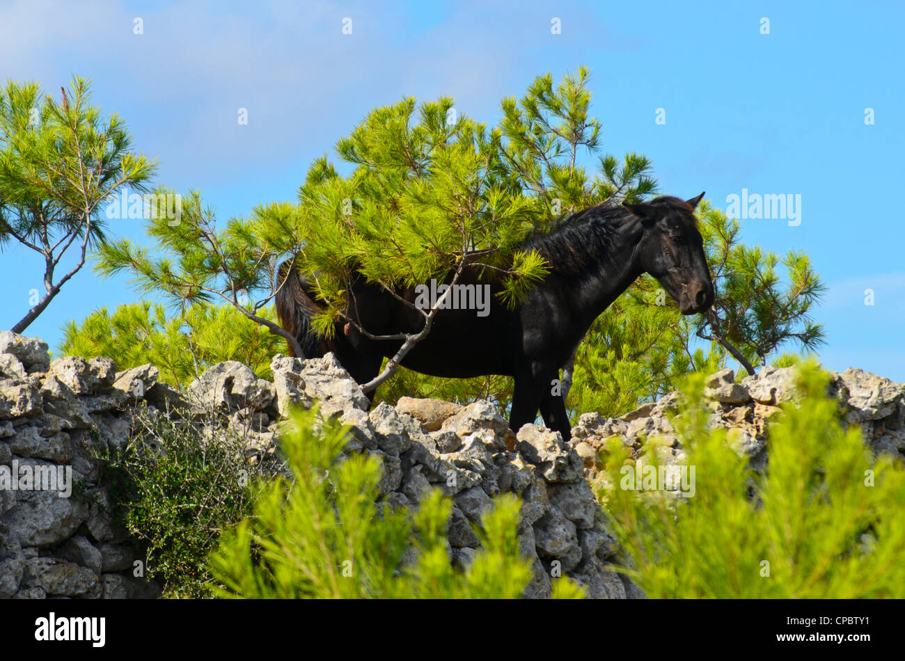 Menorcan horse, a traditional and highly valued breed Stock Photo - Alamy