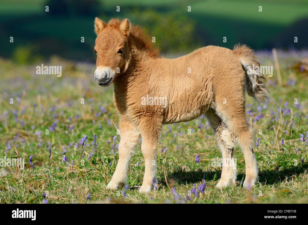 Shetland foal among the bluebells on Dartmoor, Devon, UK Stock Photo - Alamy