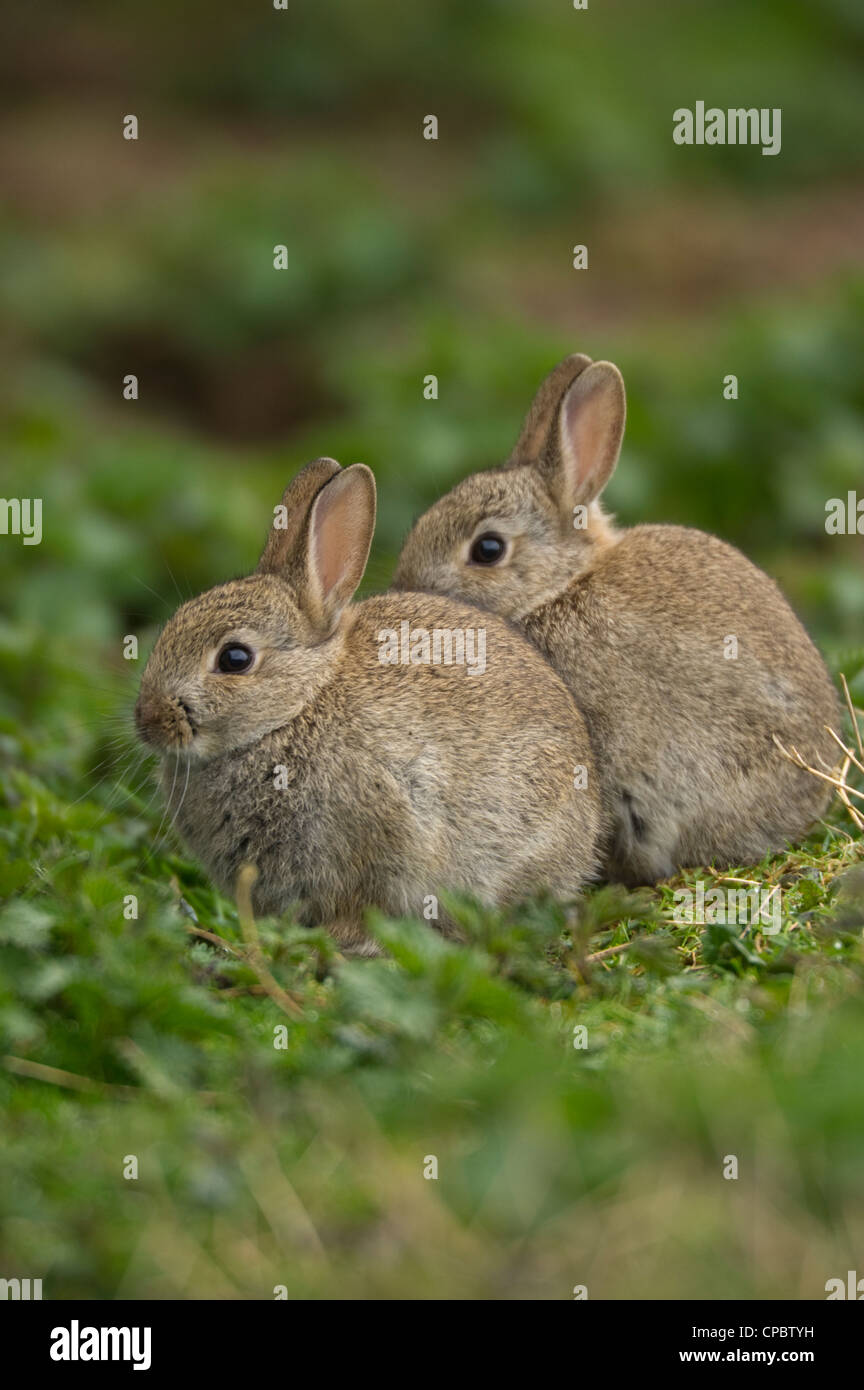 Young Rabbits Stock Photos & Young Rabbits Stock Images - Alamy