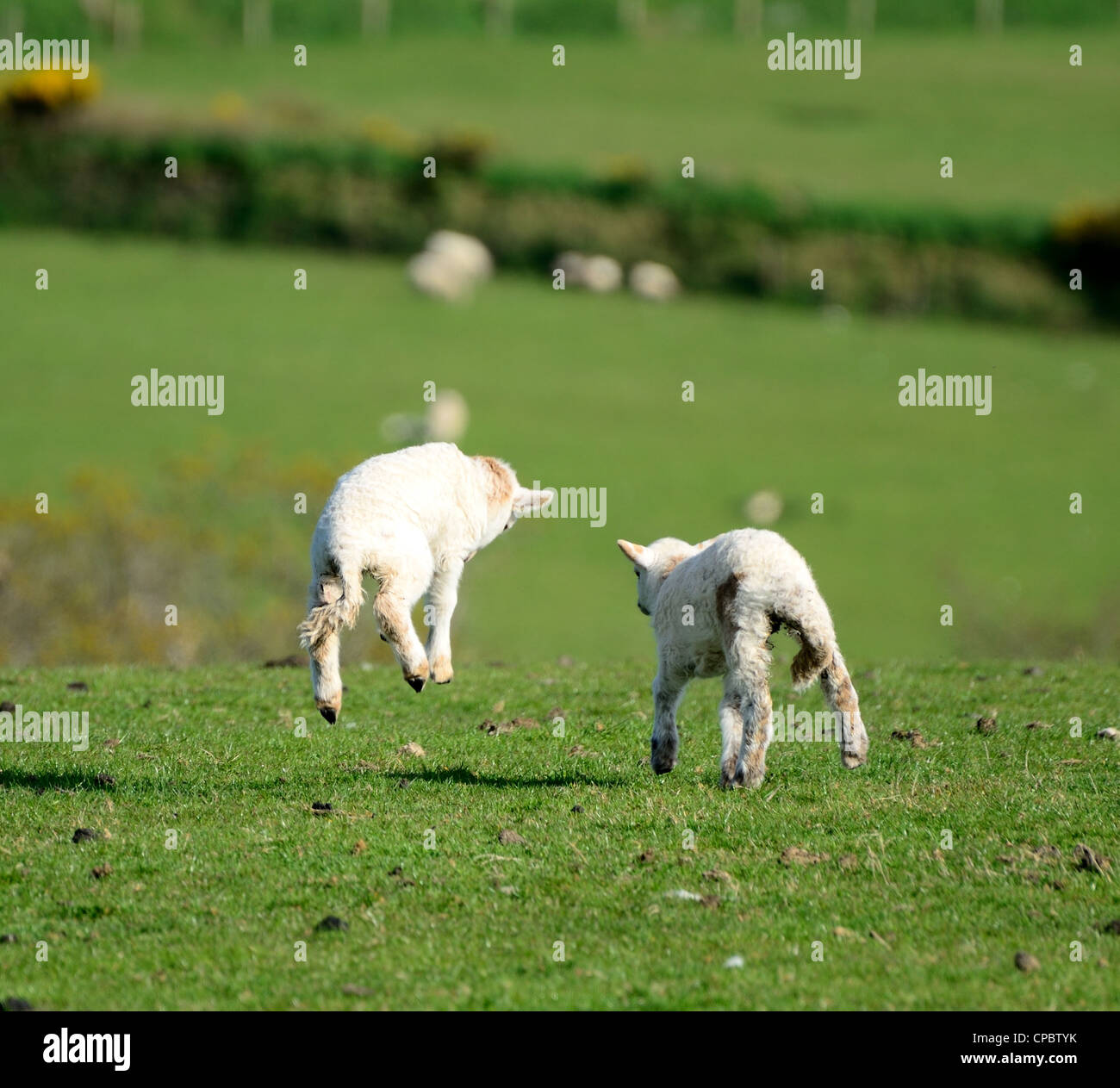 Spring lambs jumping hi-res stock photography and images - Alamy