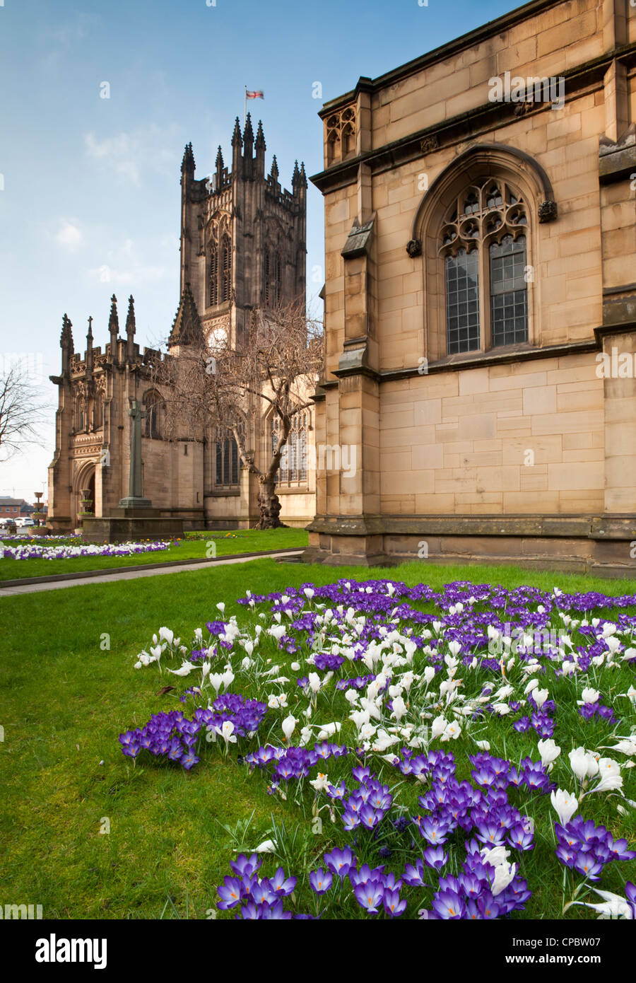 Crocuses Outside Manchester Cathedral in Spring, Manchester, England ...