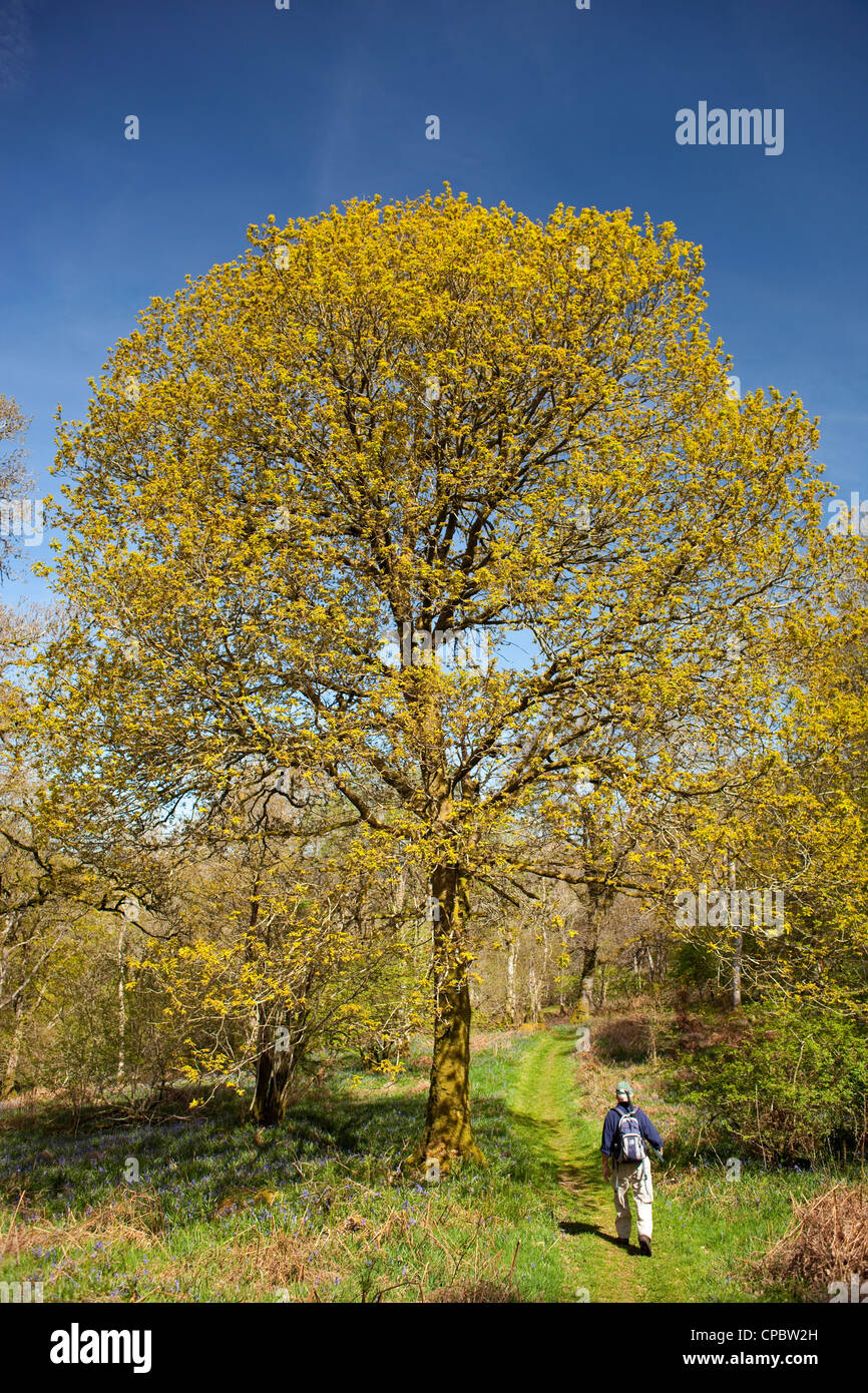 Walker walking under tree with fresh spring leaves in Castramont Wood ...
