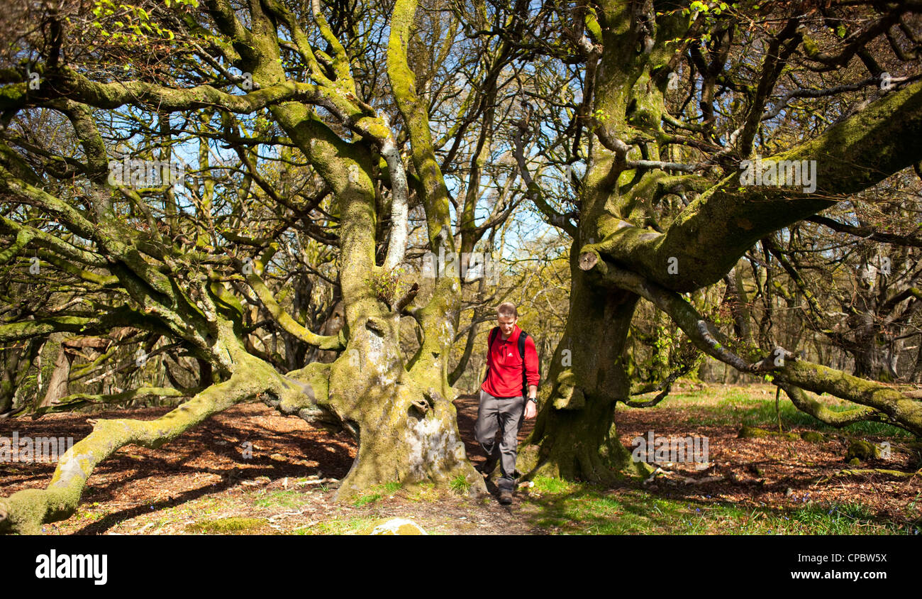 Wood forest hi-res stock photography and images - Alamy