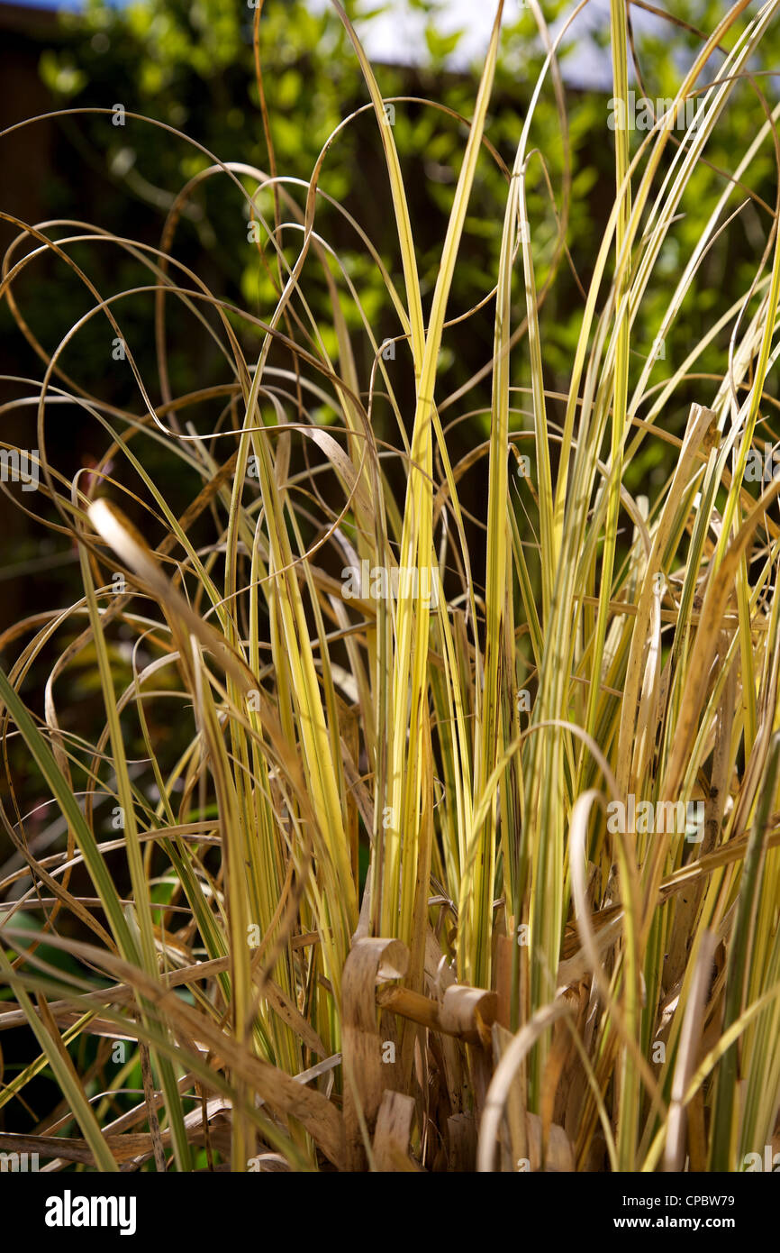 Cortaderia selloana "Splendid Star" dwarf pampas grasses in a sunny ...