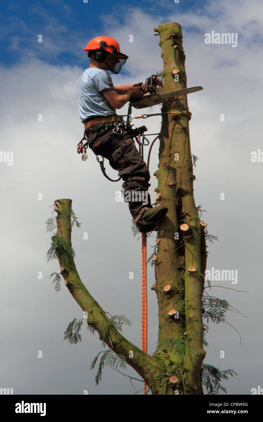 Tree surgeon sawing Stock Photo - Alamy