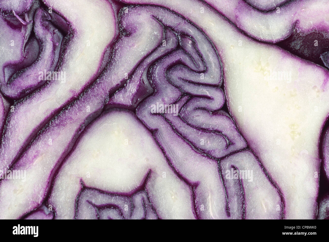 Red Cabbage Vegetable Close up Stock Photo - Alamy