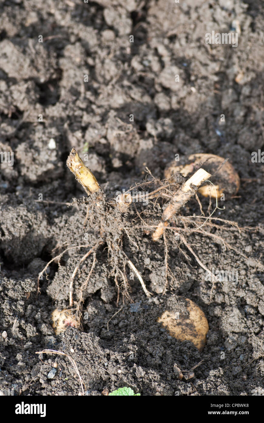 Lifting Cara potatoes. The haulm removed to limit the effect of potato ...