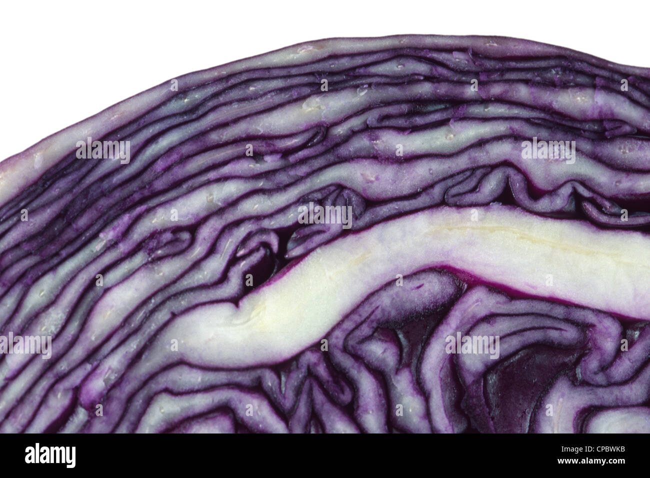 Red Cabbage Vegetable White Background Stock Photo - Alamy