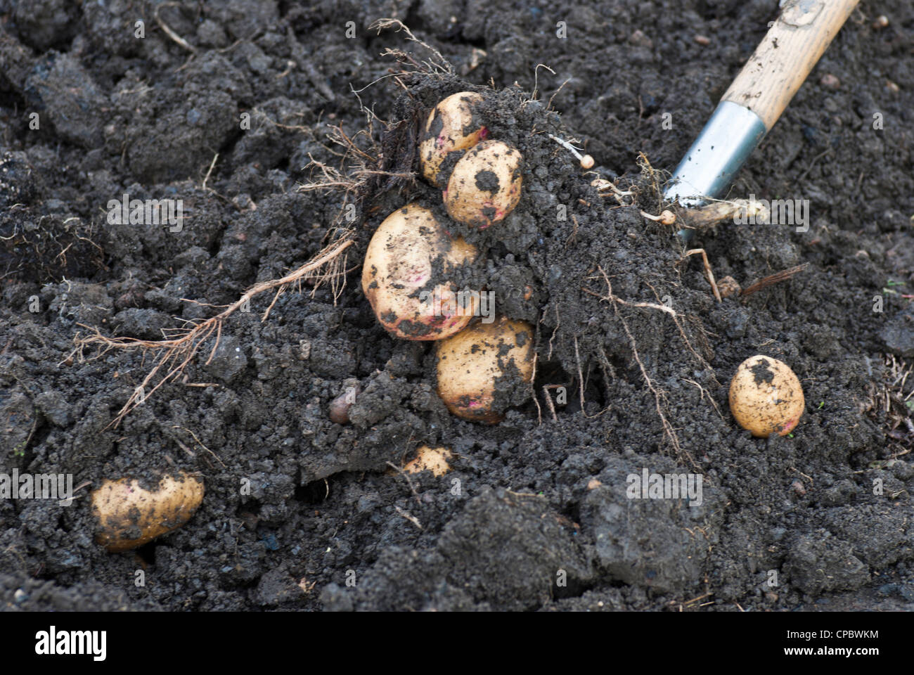 Cara potatoes hi-res stock photography and images - Alamy
