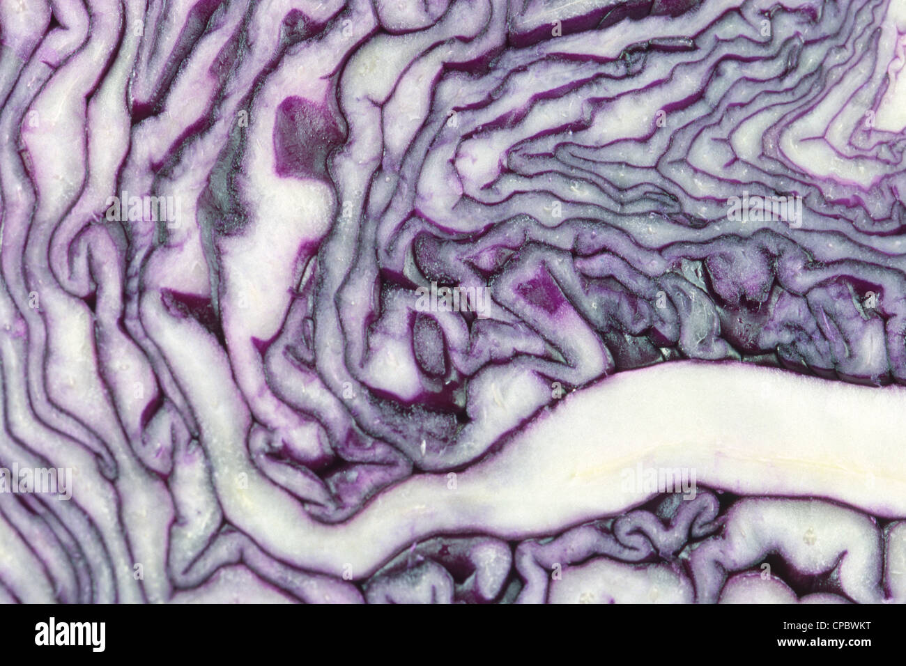 Red Cabbage Vegetable Close up Stock Photo - Alamy