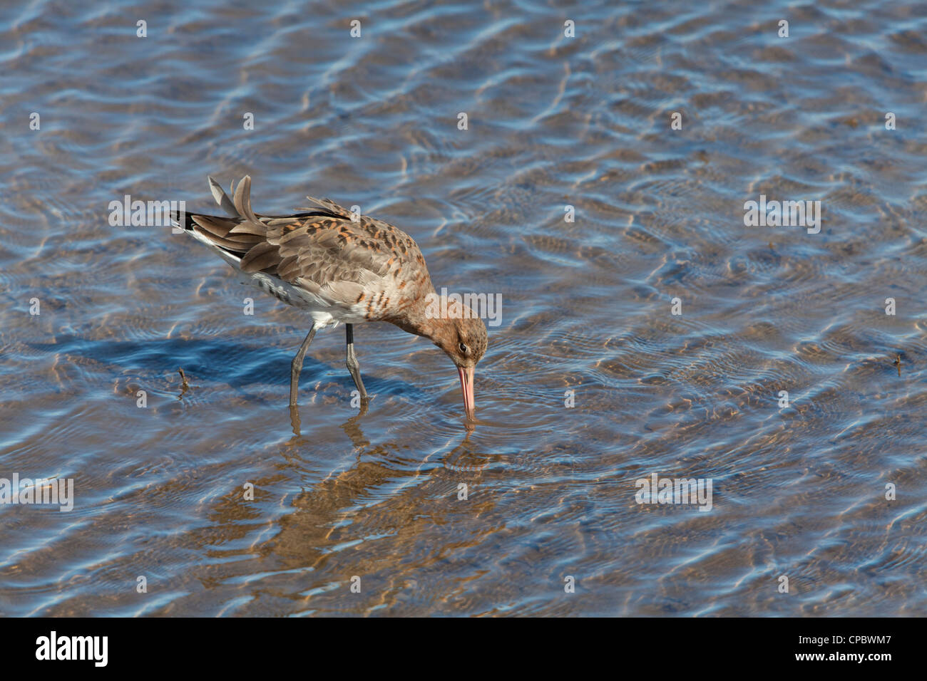 Black-tailed Godwit Limosa limosa in breeding plumage feeding in ...