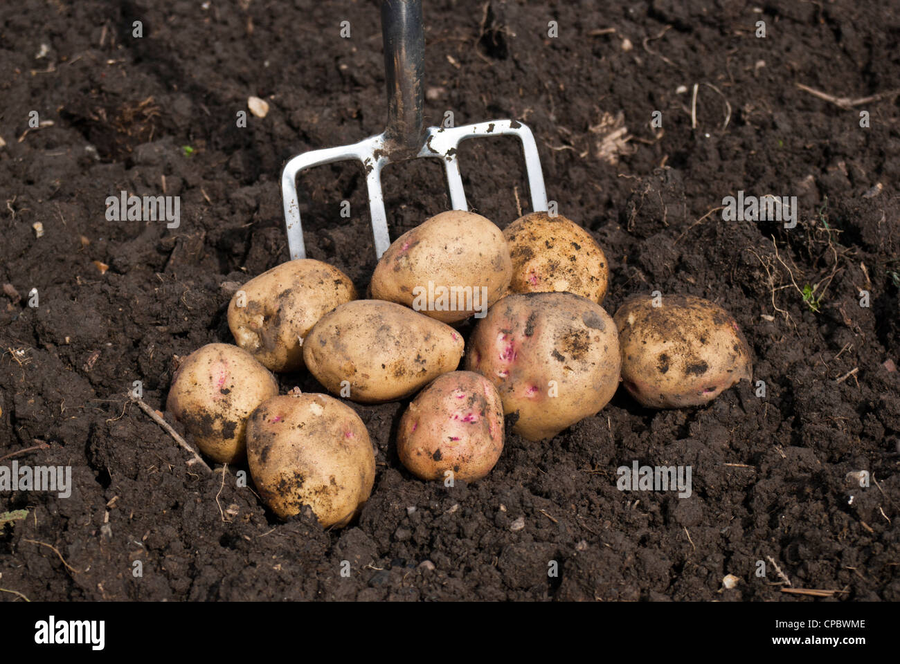 Cara potatoes hi-res stock photography and images - Alamy
