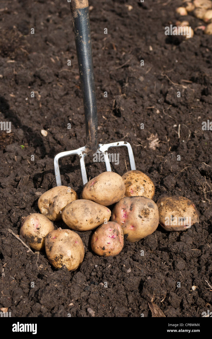 Cara potatoes hi-res stock photography and images - Alamy