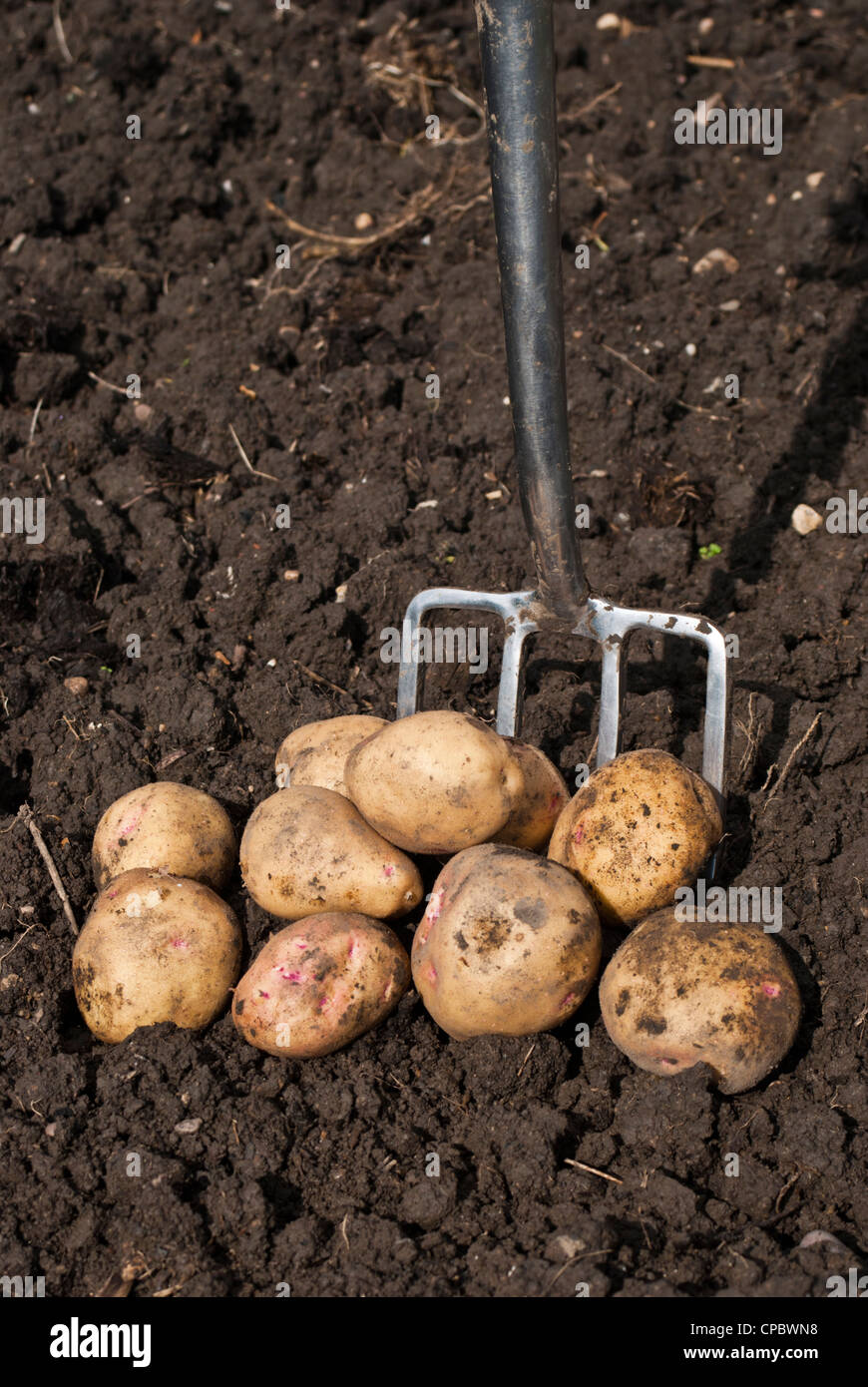 Cara potatoes with a garden fork Stock Photo - Alamy