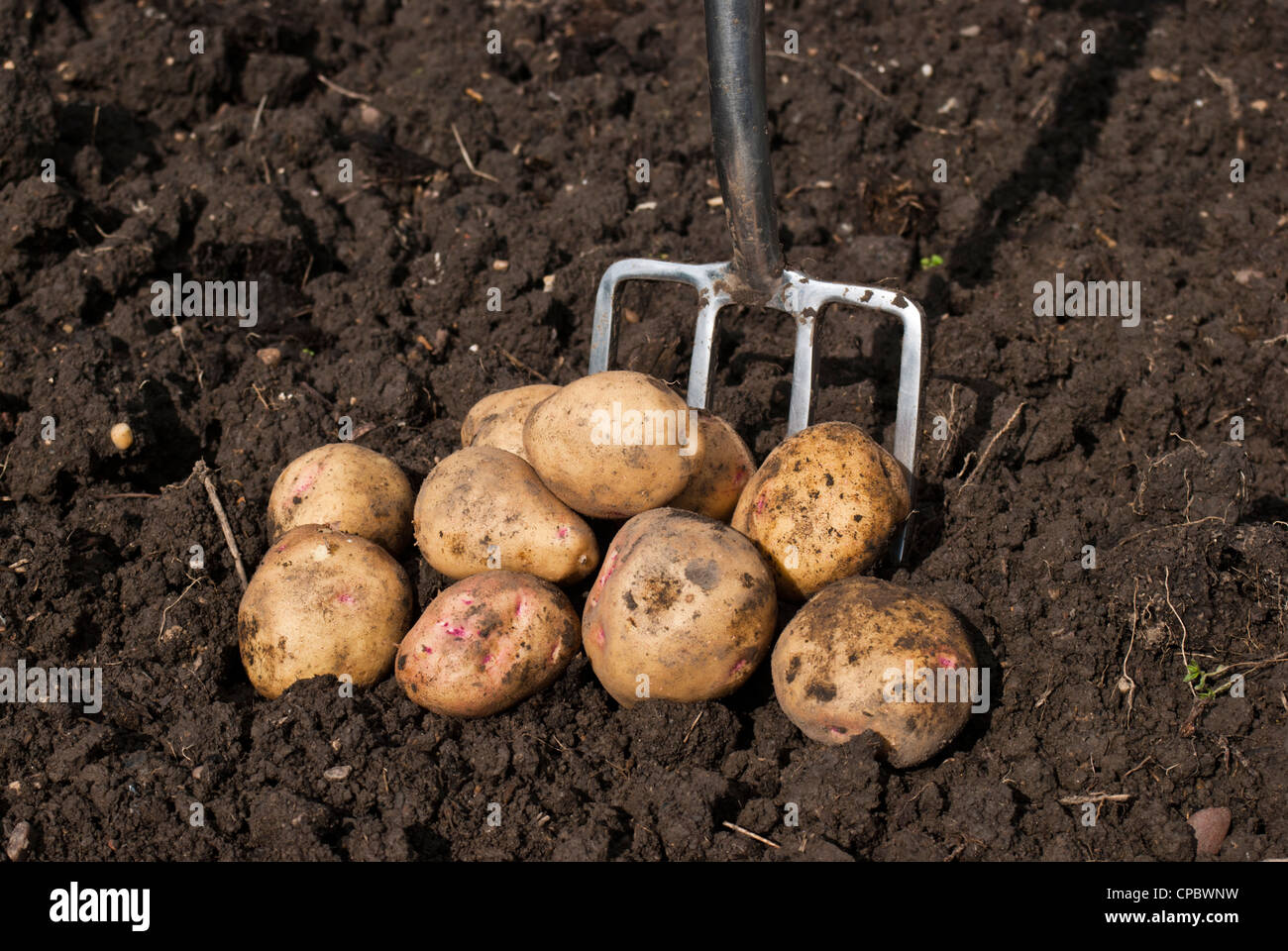 Cara potatoes with a garden fork Stock Photo - Alamy