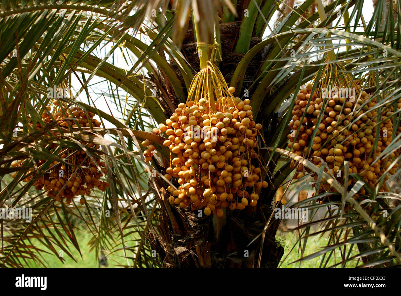 Dates on a date palm Stock Photo - Alamy