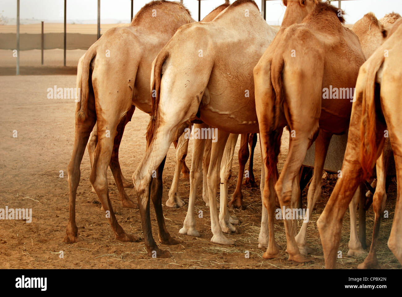 Back of a herd of camels Stock Photo - Alamy