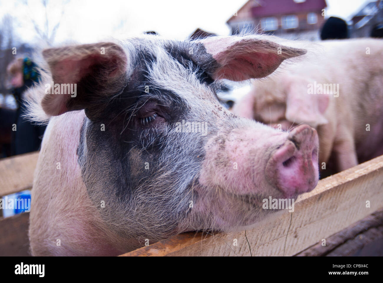 Pig at a local animal market in Maramures, Romania Stock Photo - Alamy