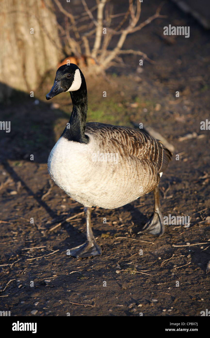 Canadian Goose walking towards camera and casting a long shadow Stock ...